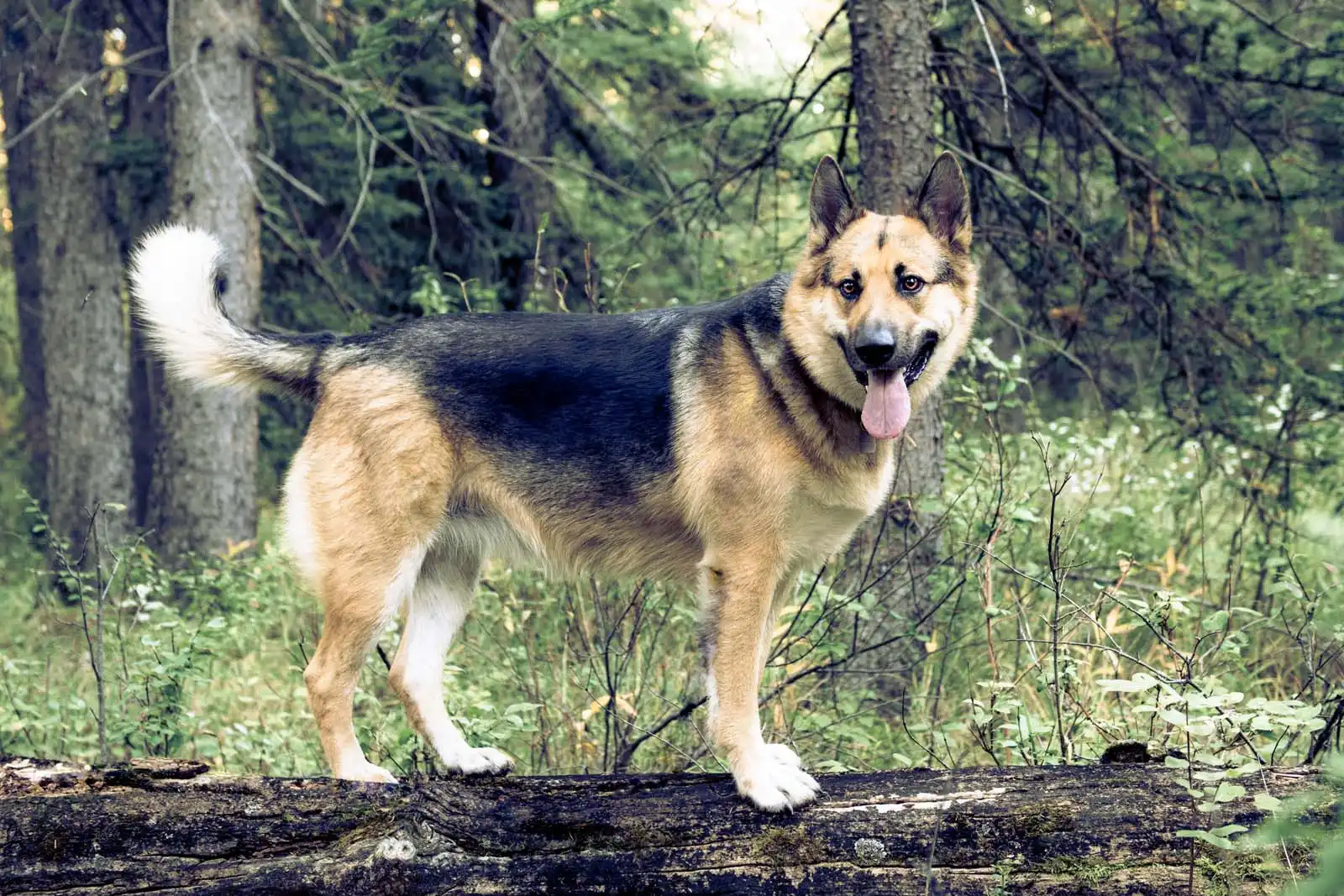 Alaskan Shepherd: The Essential Breed Guide | Pets4You