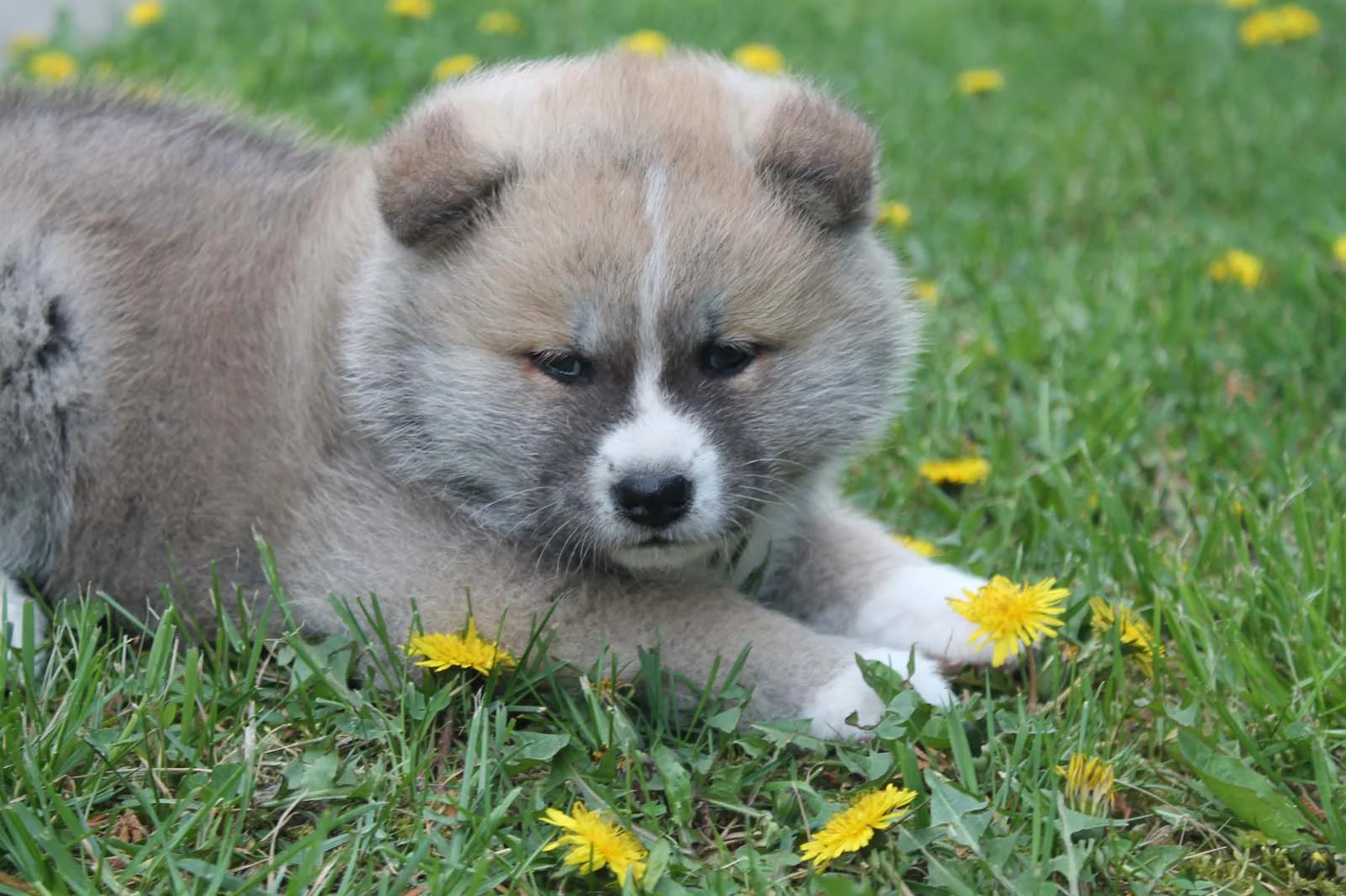 Akita: The Essential Breed Guide | Pets4You