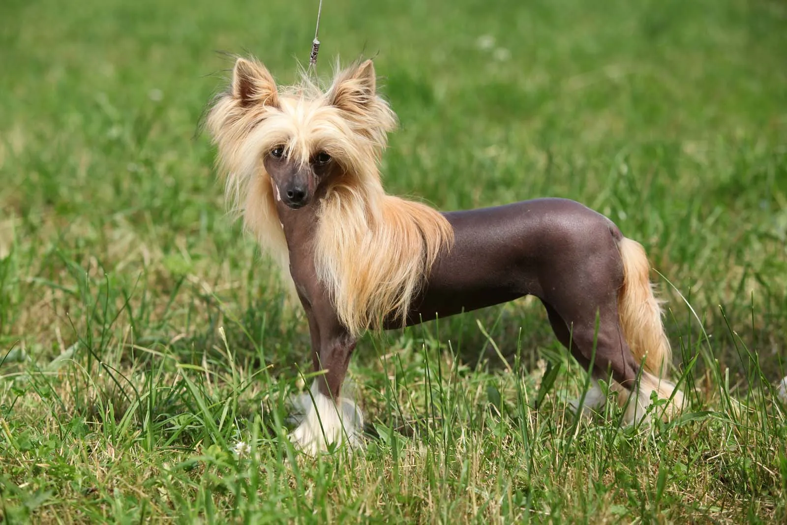 Chinese Crested Dog: The Essential Breed Guide | Pets4You