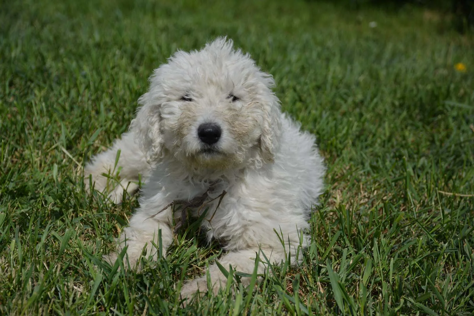 Komondor: The Essential Breed Guide | Pets4You