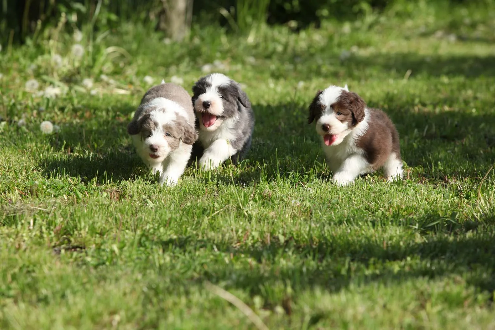 Bearded Collie: The Essential Breed Guide | Pets4You