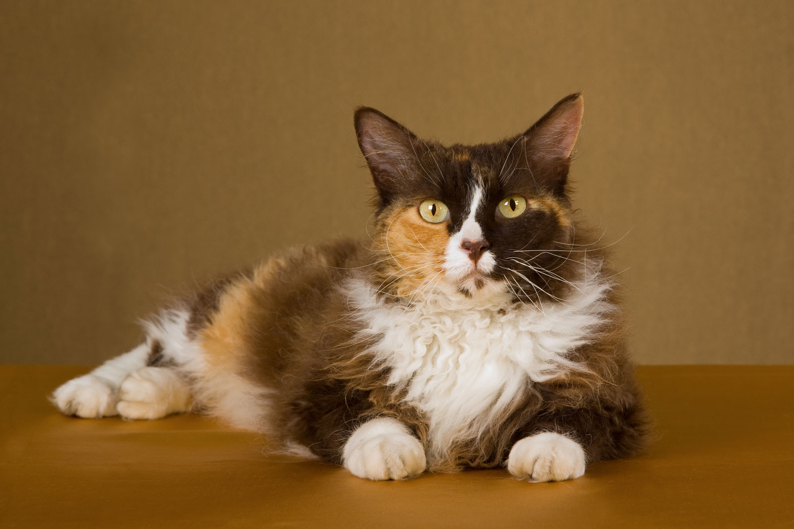 LaPerm Cat: The Essential Breed Guide | Pets4You