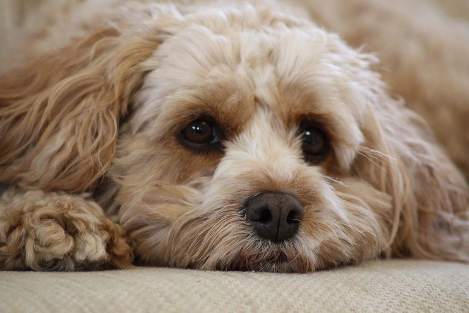 Cavapoo: The Essential Guide | Pets4You