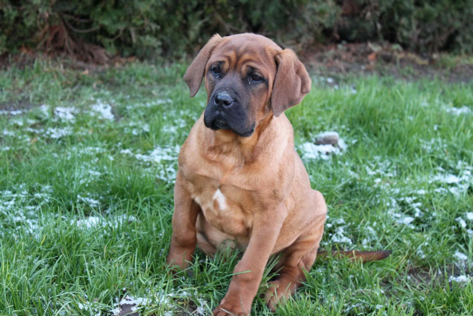 Tosa Inu: The Essential Breed Guide | Pets4You