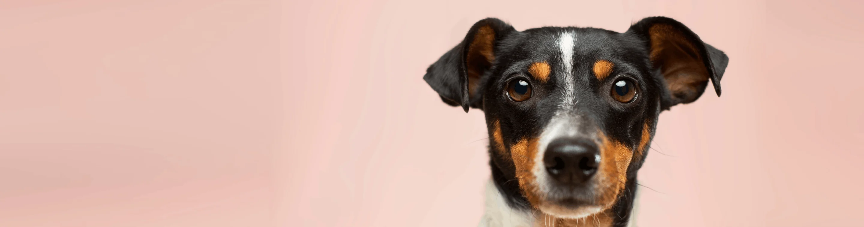 Dogs and Puppies for Sale from Reputable Breeders | Pets4You