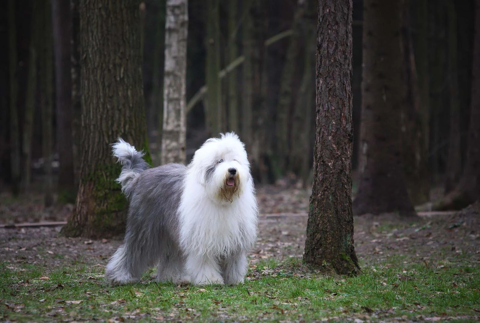 Old English Sheepdog: The Essential Breed Guide | Pets4You