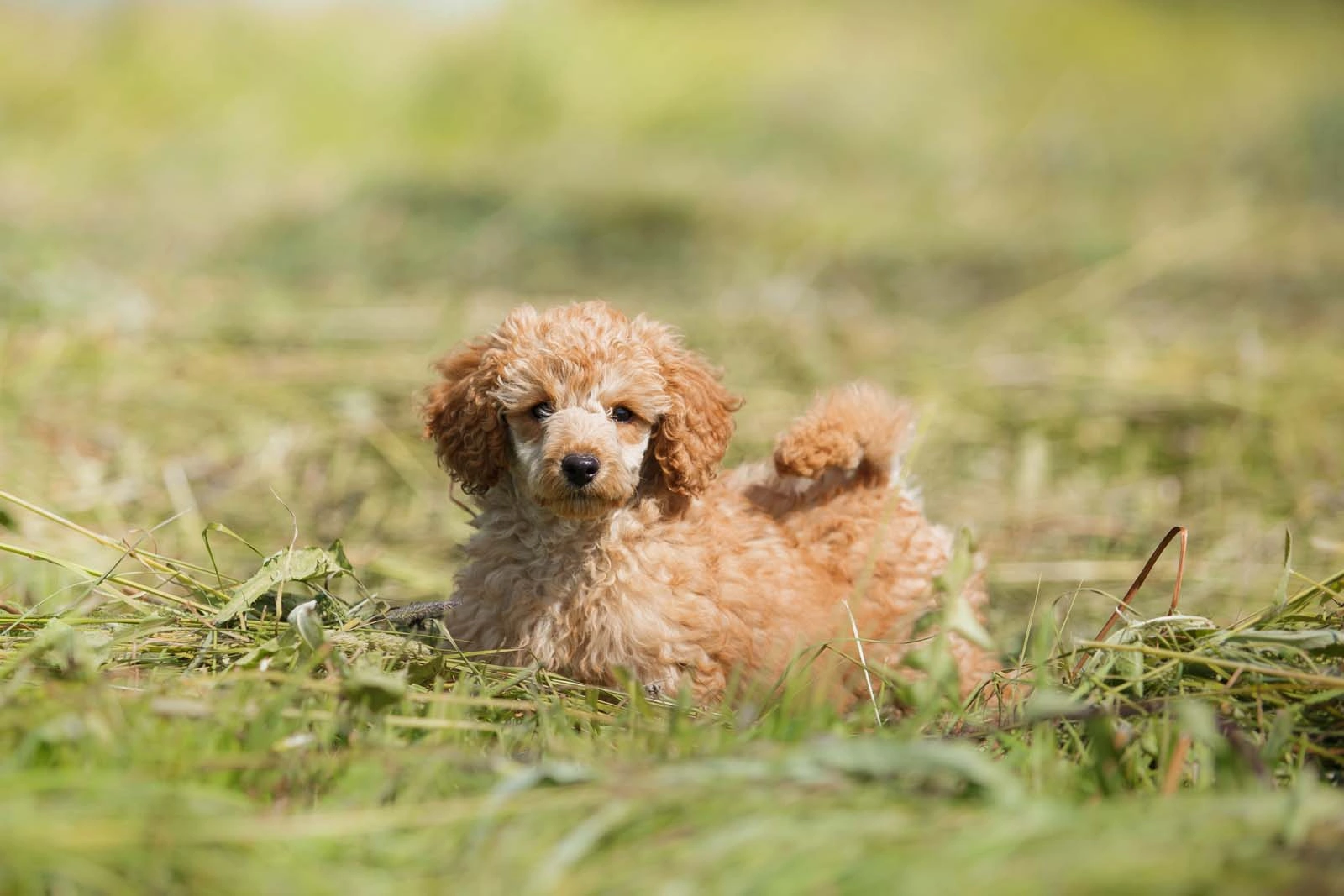 Toy Poodle: The Essential Breed Guide | Pets4You