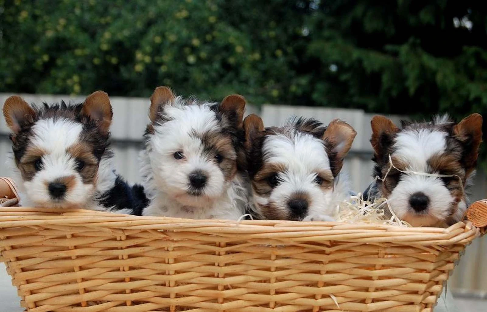 Biewer: The Essential breed Guide | Pets4You