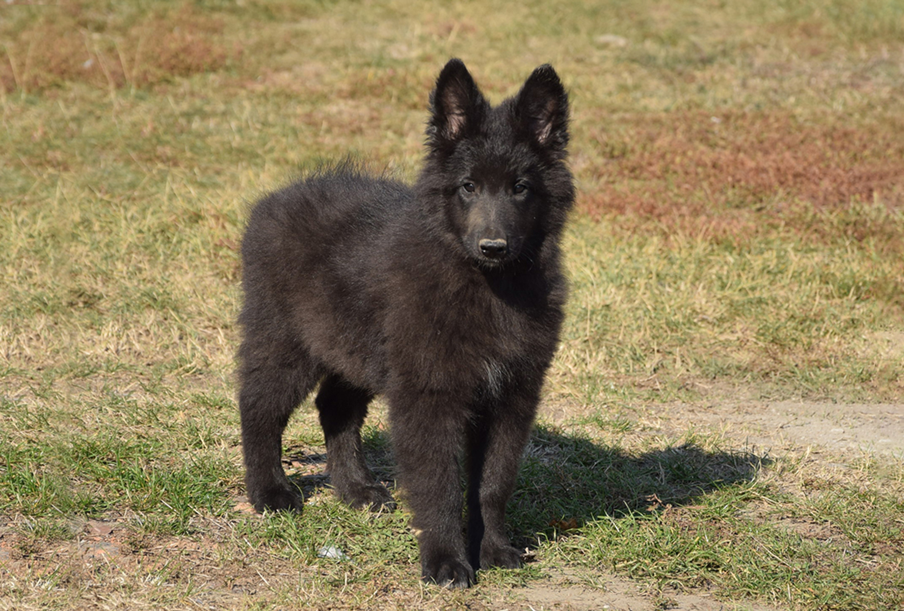 Belgian Sheepdog: The Essential Breed Guide | Pets4You