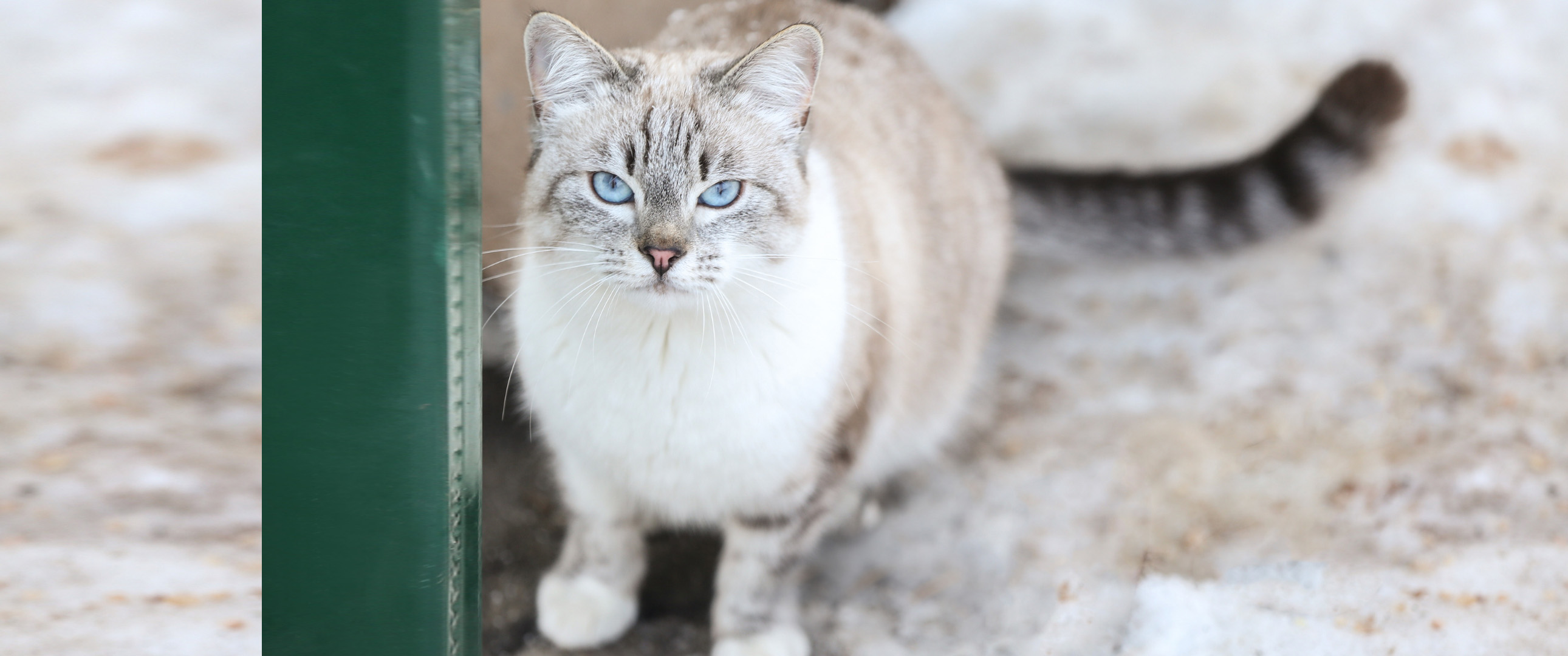 Alaskan Snow Cat: The Essential Breed Guide I Pets4You