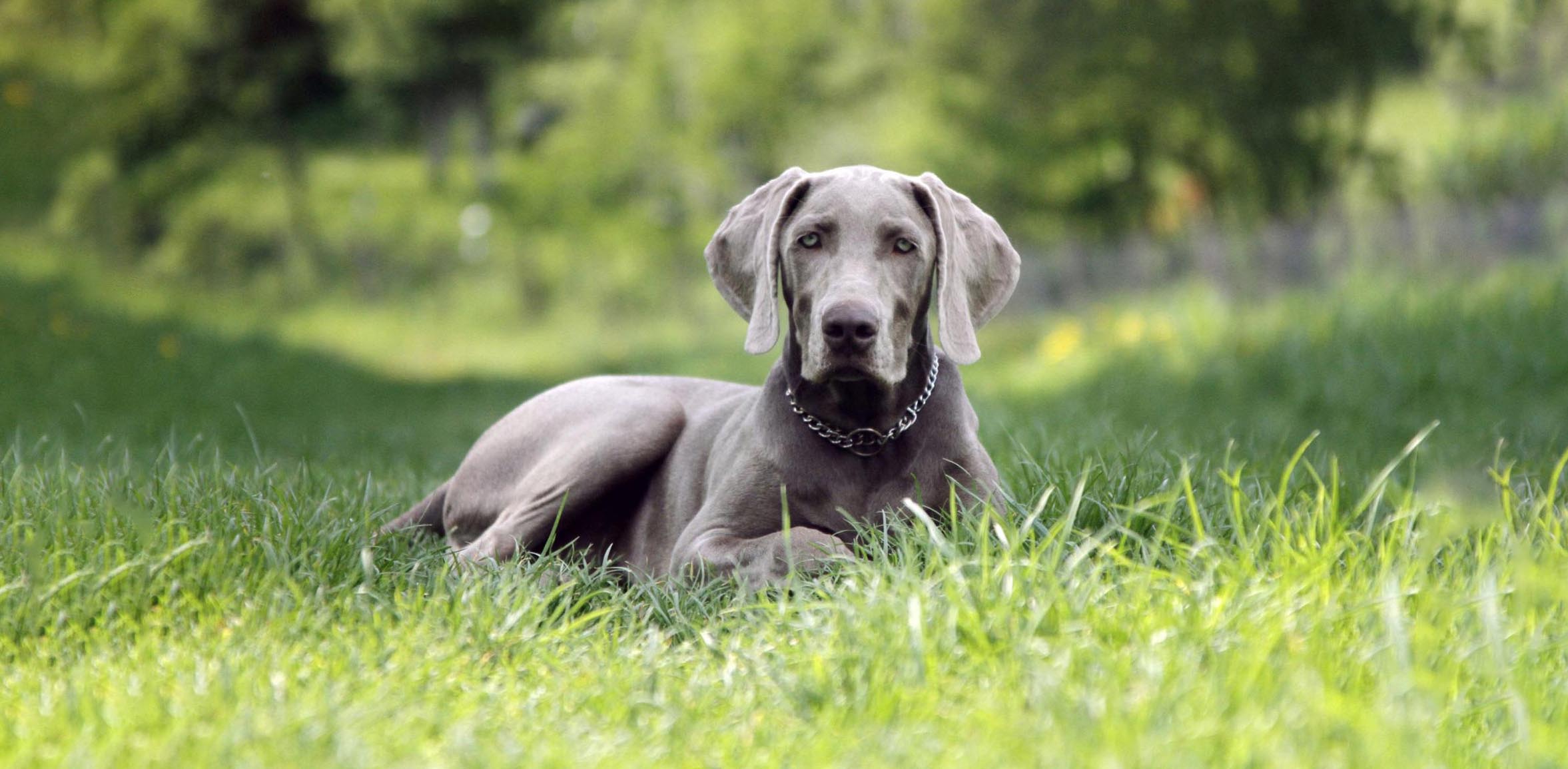 Blue Lacy: The Essential Breed Guide | Pets4You