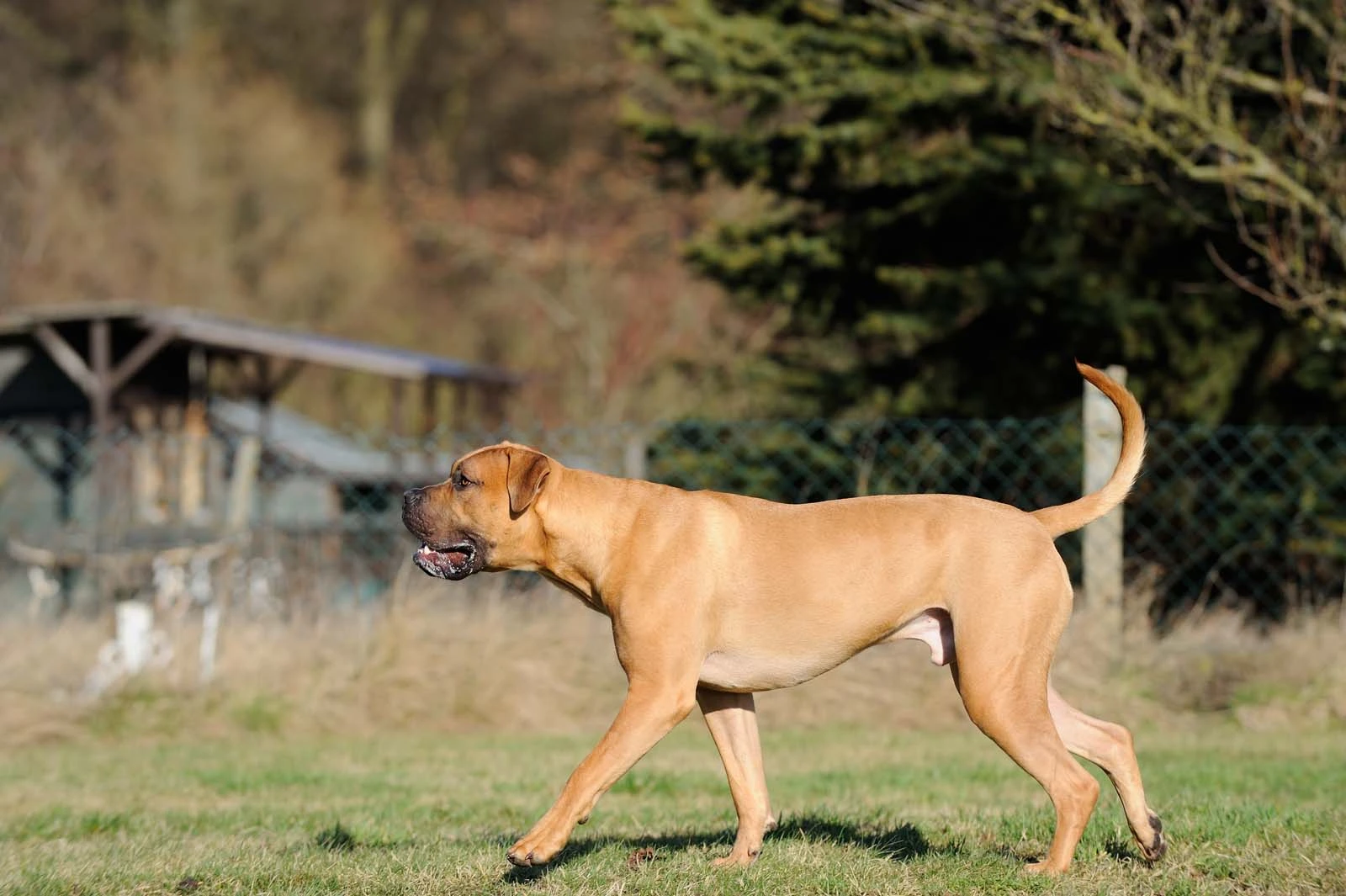 Boerboel: The Essential Breed Guide | Pets4You