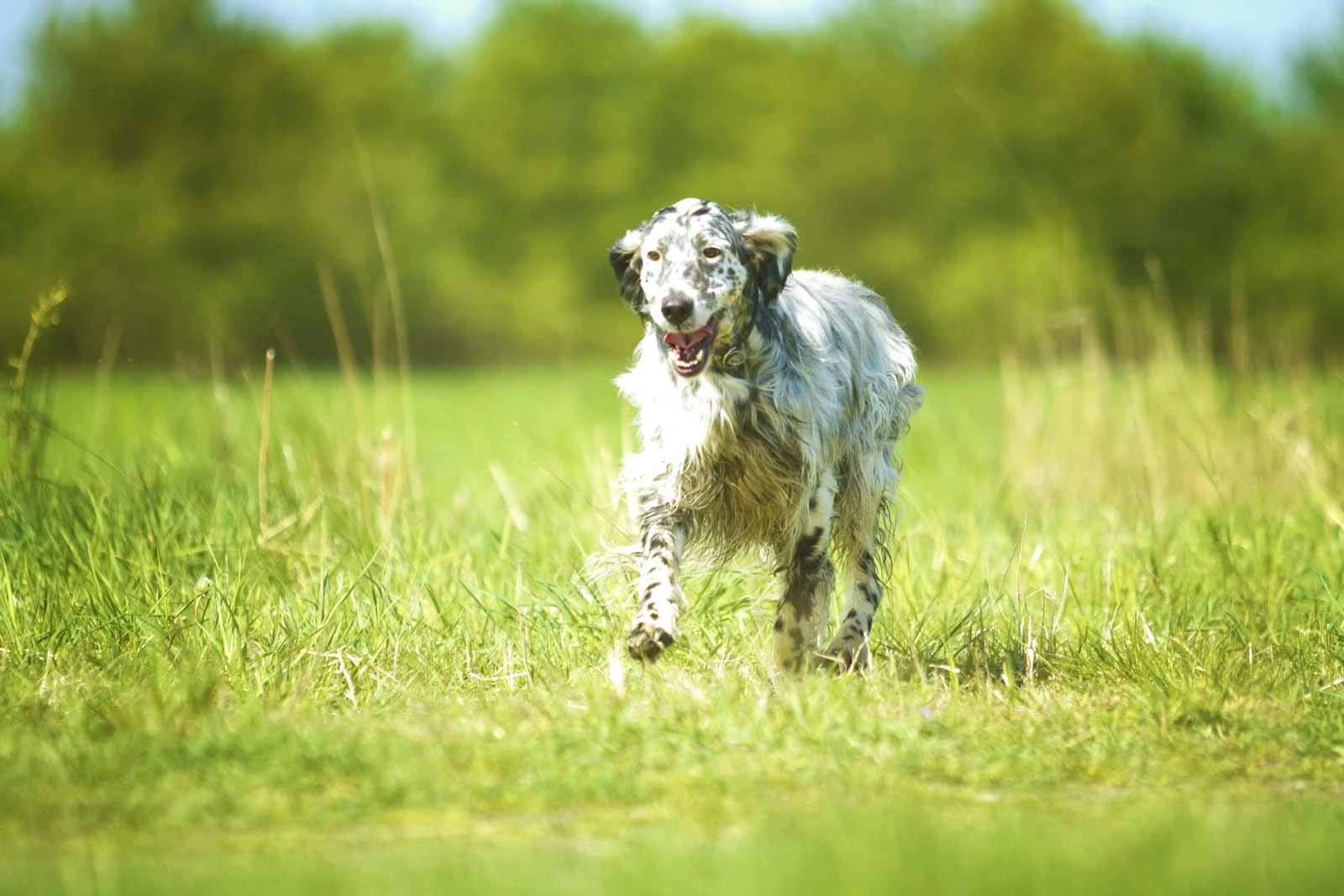 English Setter