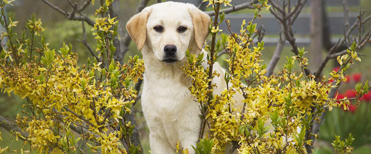 Labrador Retriever: The Essential Breed Guide | Pets4You