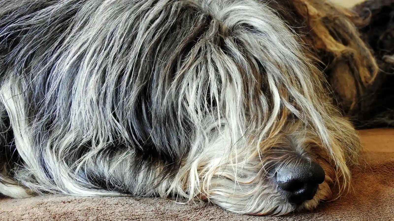 Bergamasco: The Essential Breed Guide | Pets4You