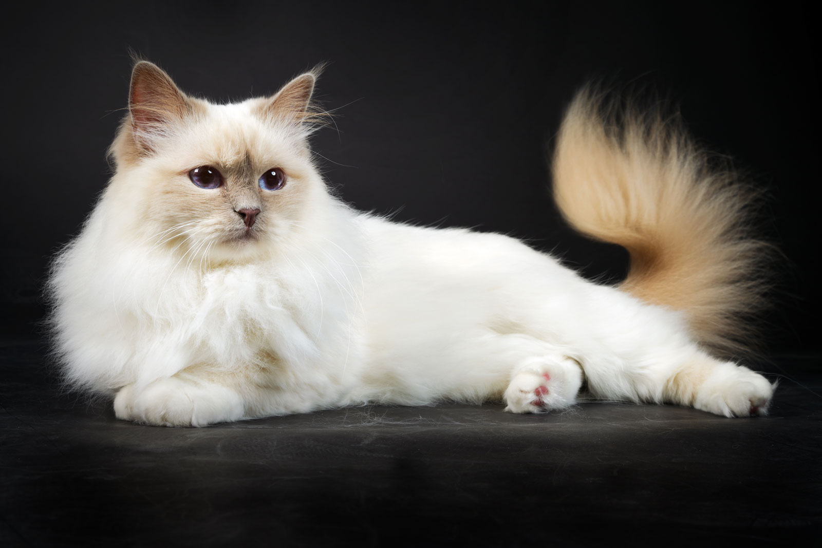 The Birman Cat: The Essential Breed Guide I Pets4You