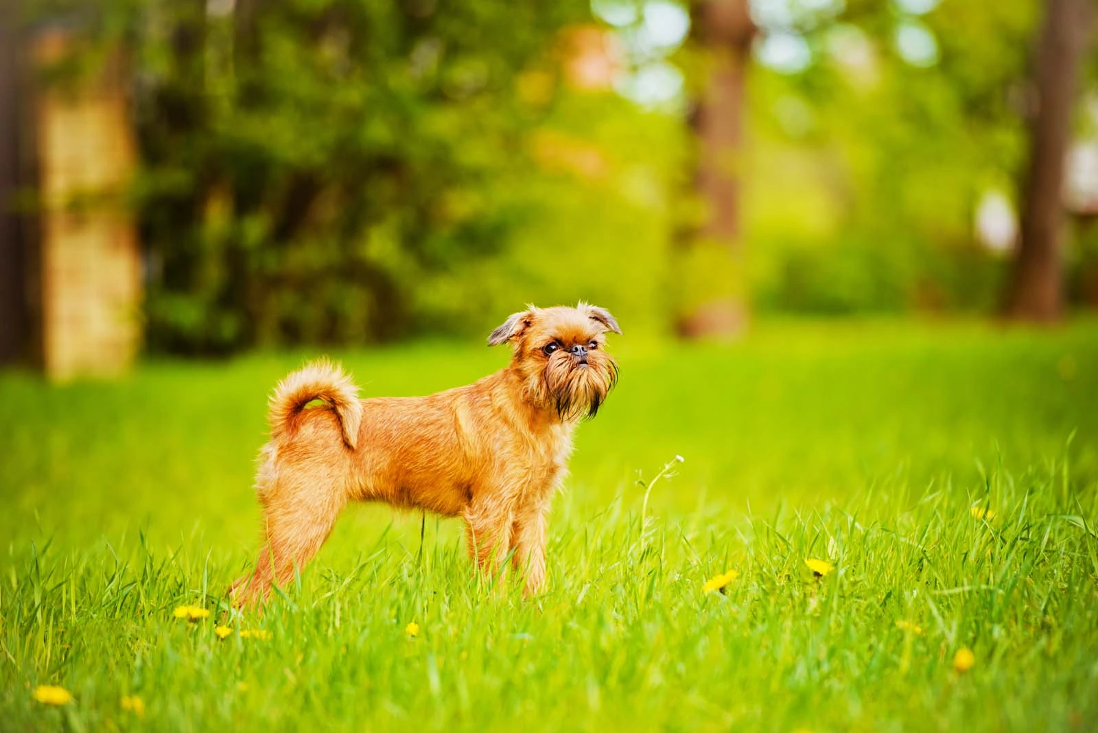 Brussels Griffon: The Essential Breed Guide | Pets4You