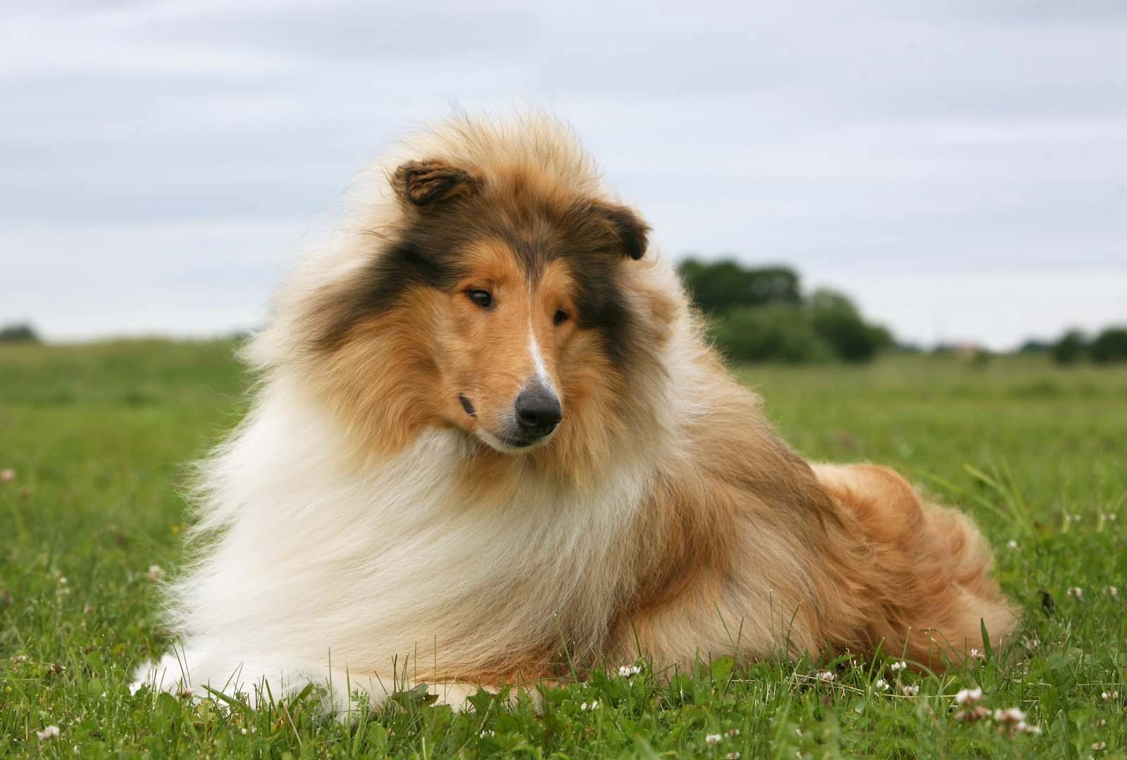 Collie: The Essential Breed Guide | Pets4You