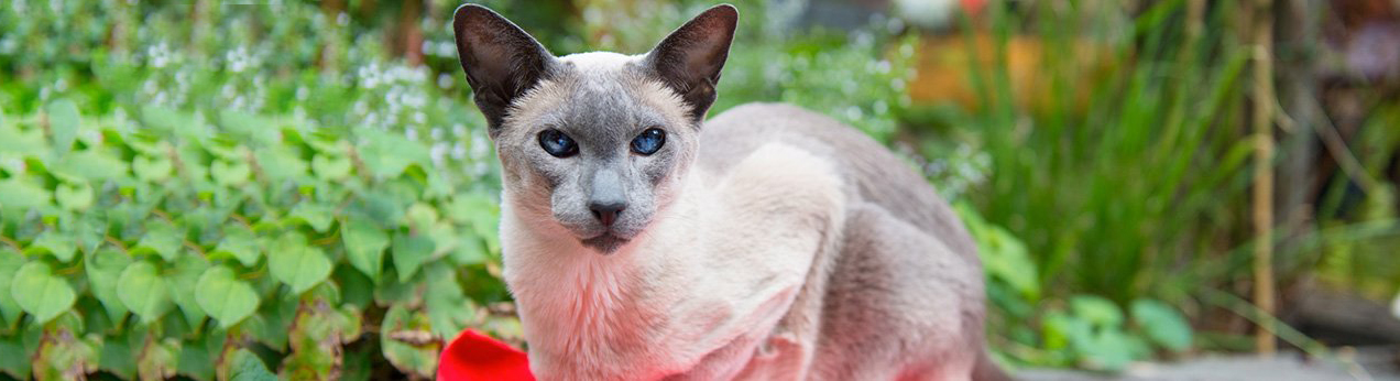 Colorpoint Shorthair: The Essential Breed Guide I Pets4You