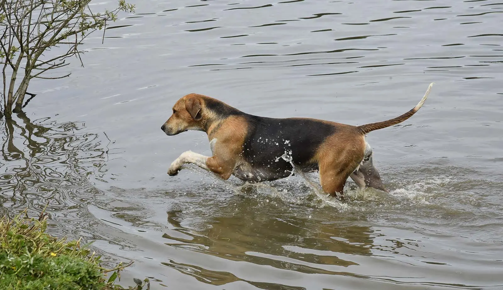 English Foxhound: The Essential Breed Guide | Pets4You