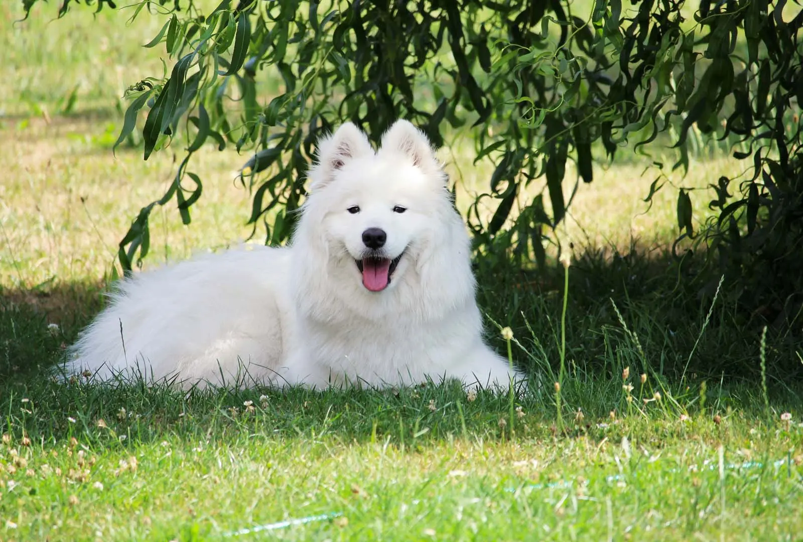 Samoyed: The Essential Breed Guide | Pets4You