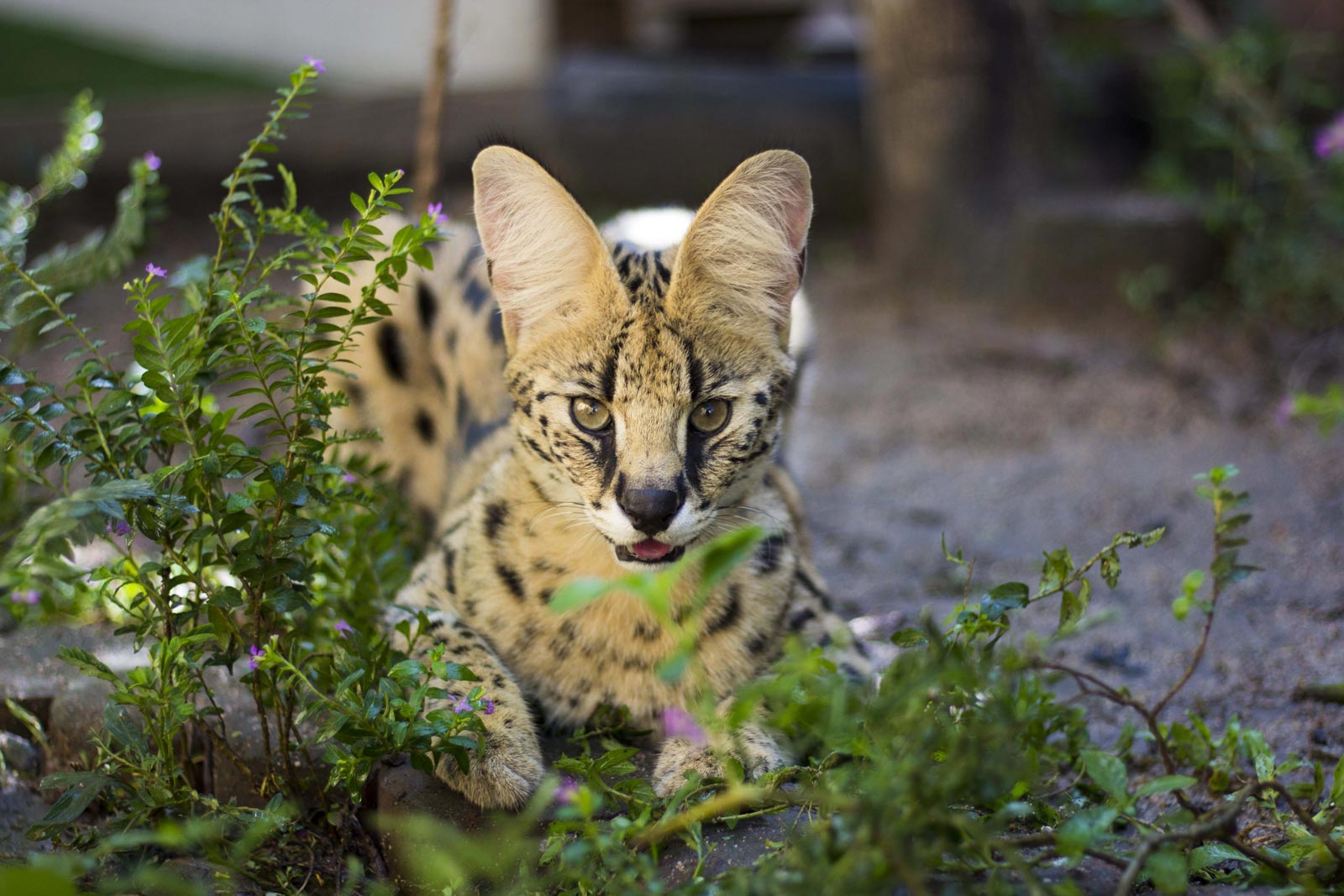 The African Serval Cat: The Essential Guide I Pets4You