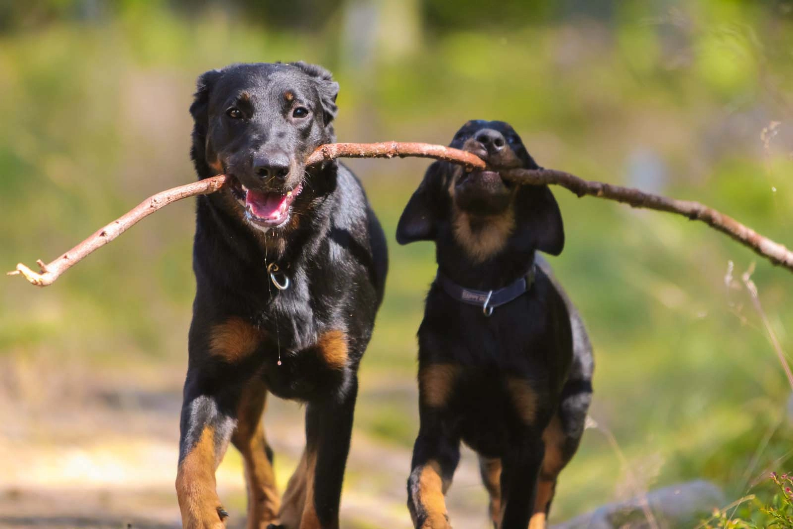 Beauceron: The Essential Breed Guide | Pets4You