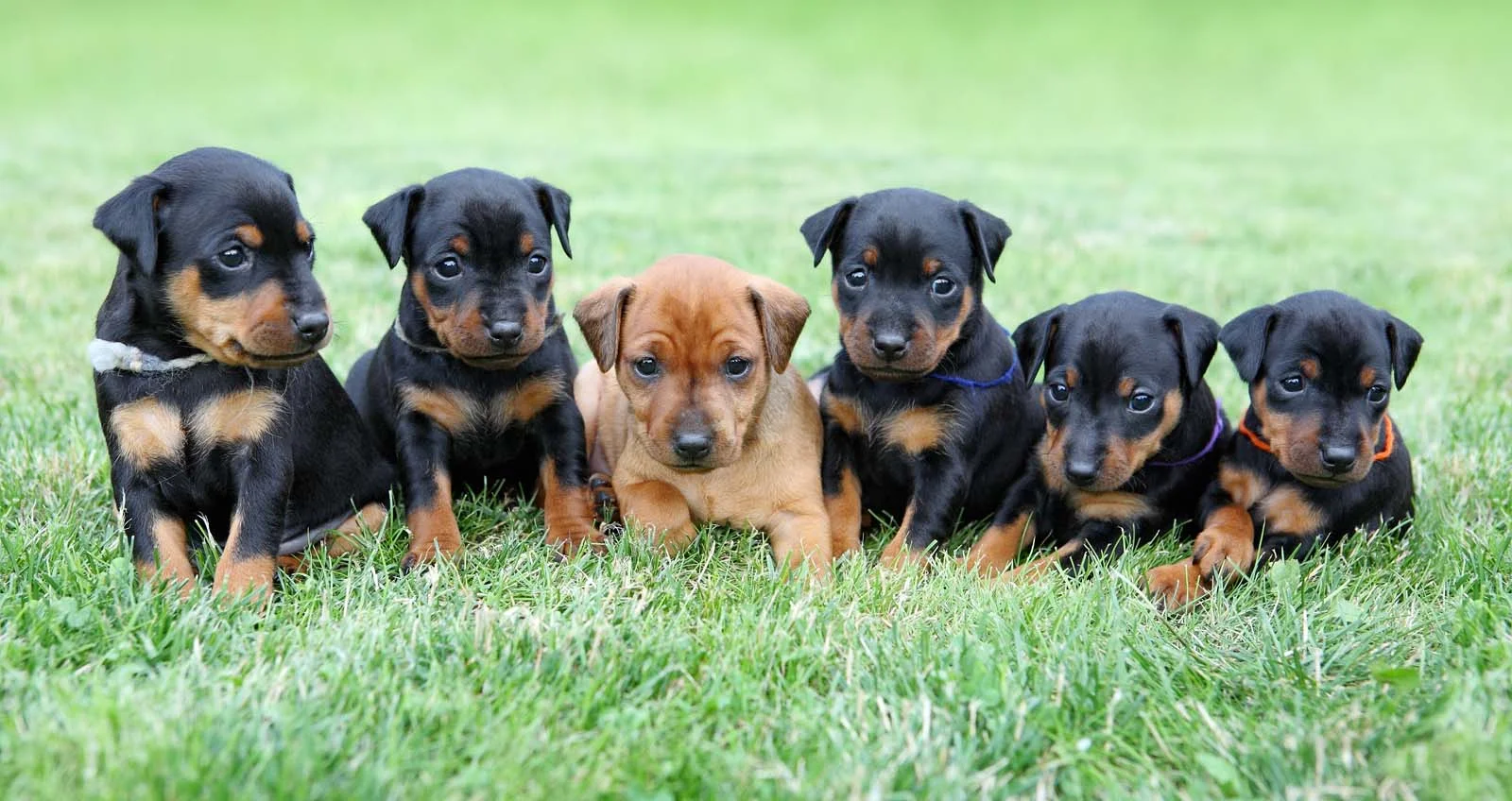 Miniature Pinscher: The Essential Breed Guide | Pets4You