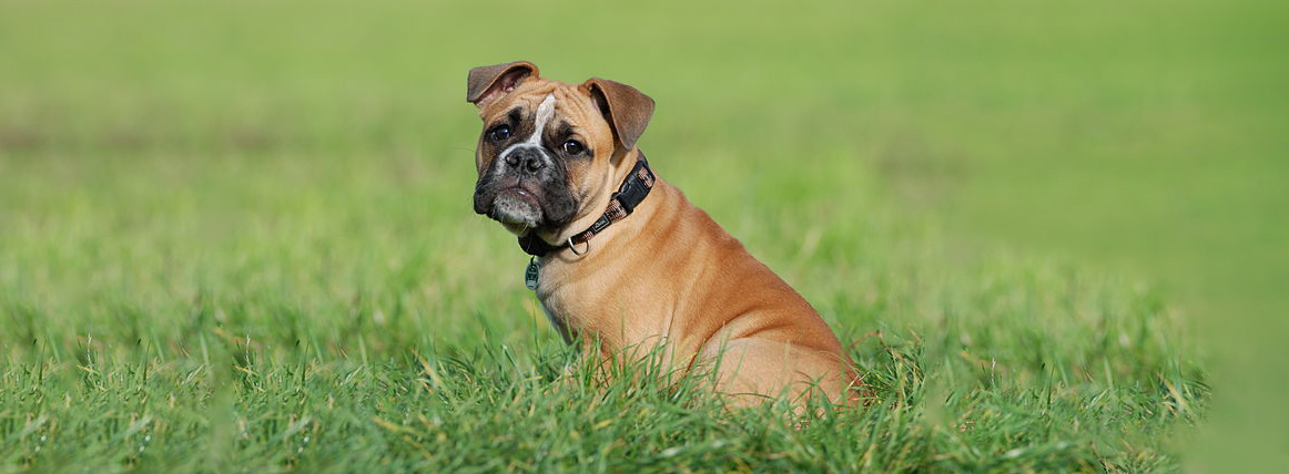 Olde English Bulldogge: The Essential Breed Guide | Pets4You