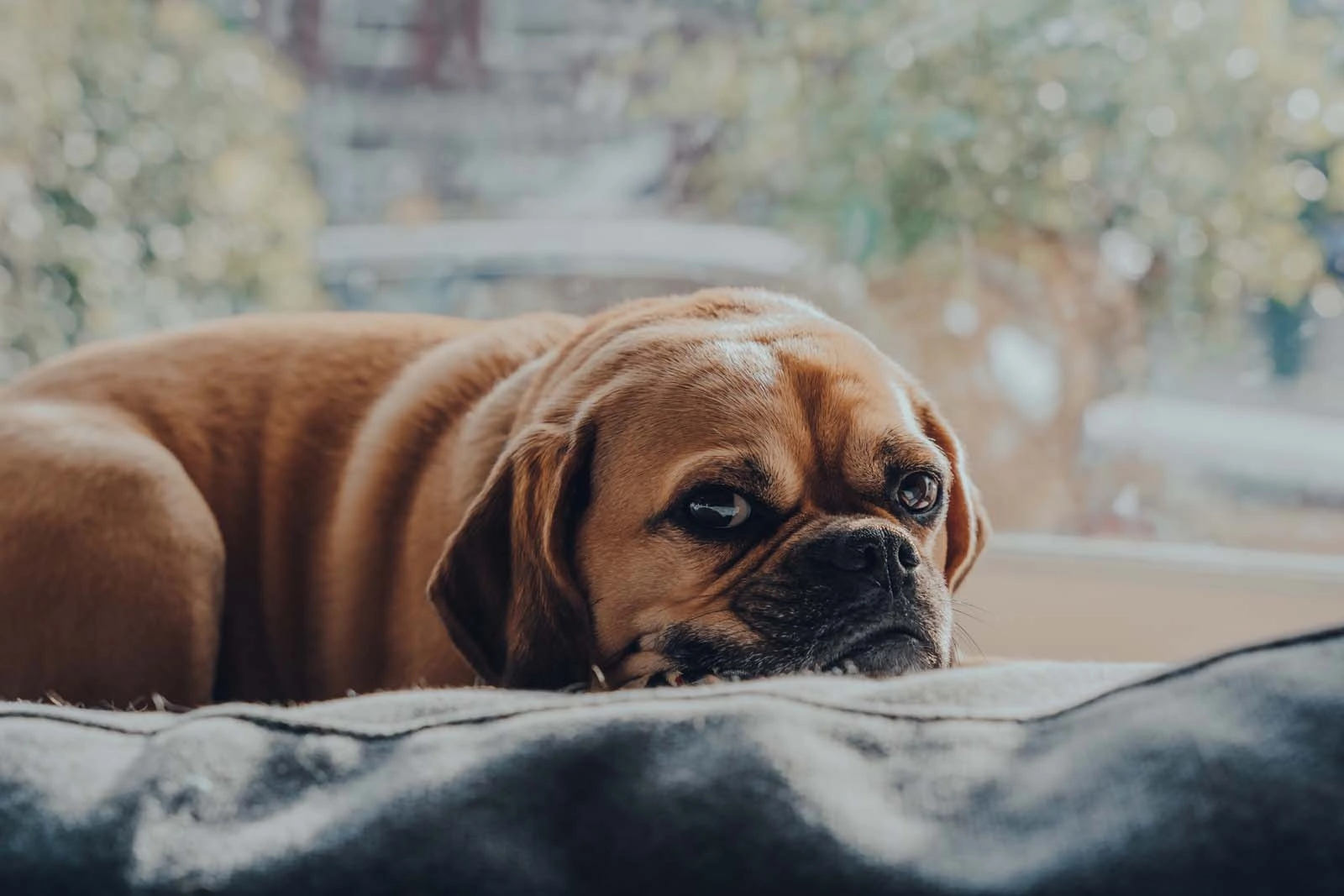 Puggle: The Essential breed Guide | Pets4You