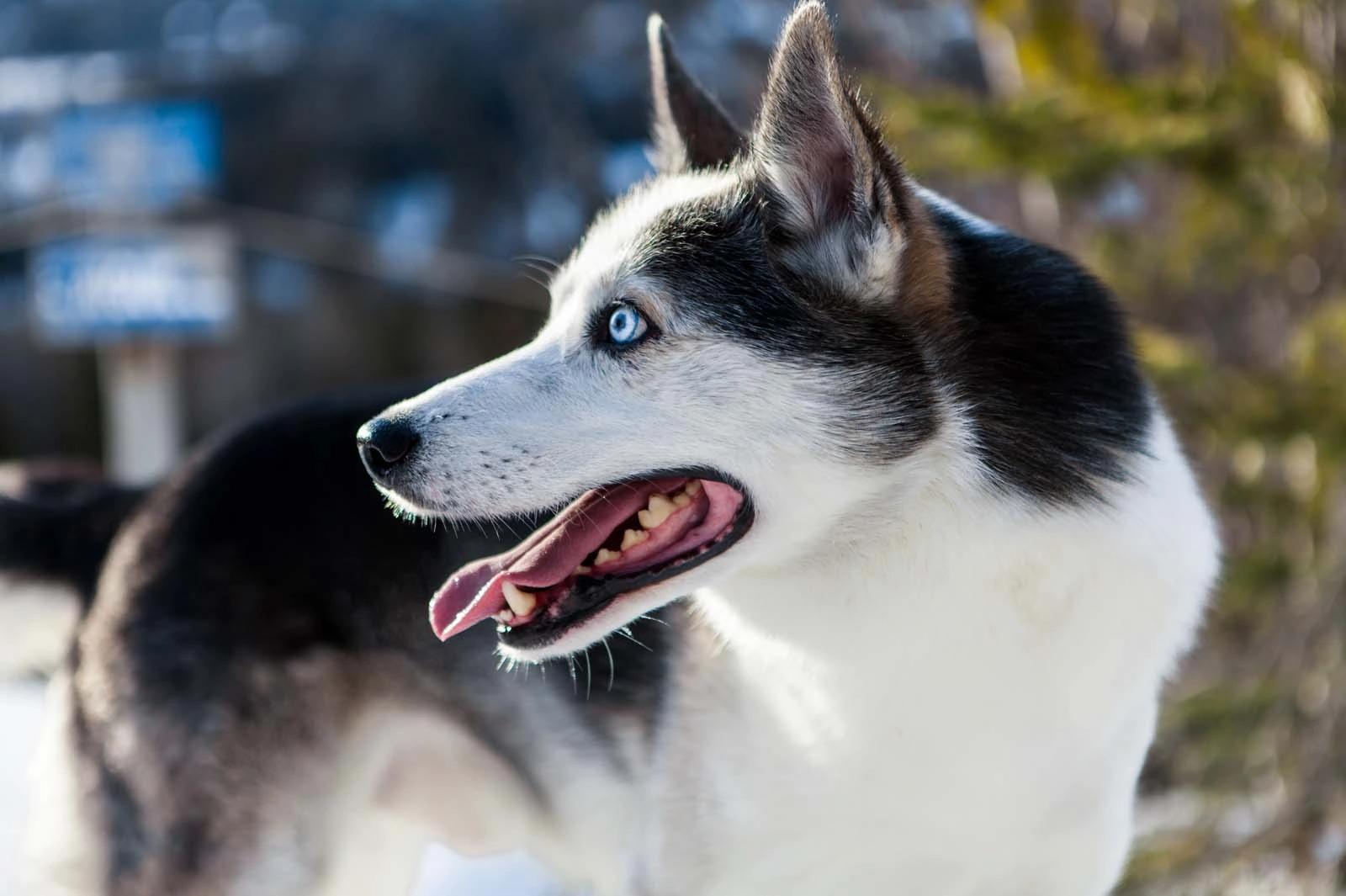 Alaskan Husky: The Essential Breed Guide | Pets4You