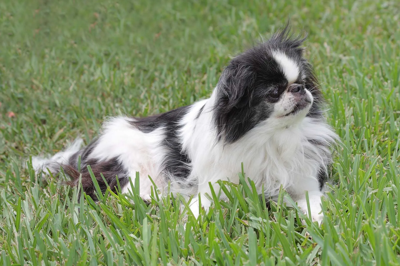 Japanese Chin: The Essential Breed Guide | Pets4You