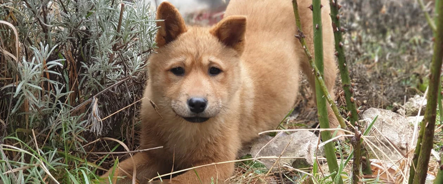 Korean Jindo: The Essential Breed Guide | Pets4You