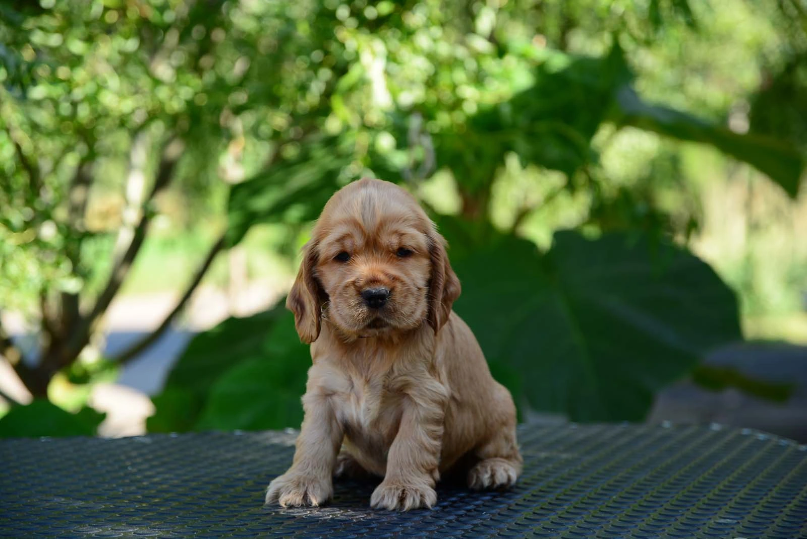 Cocker Spaniel: The Essential Breed Guide I Pets4You