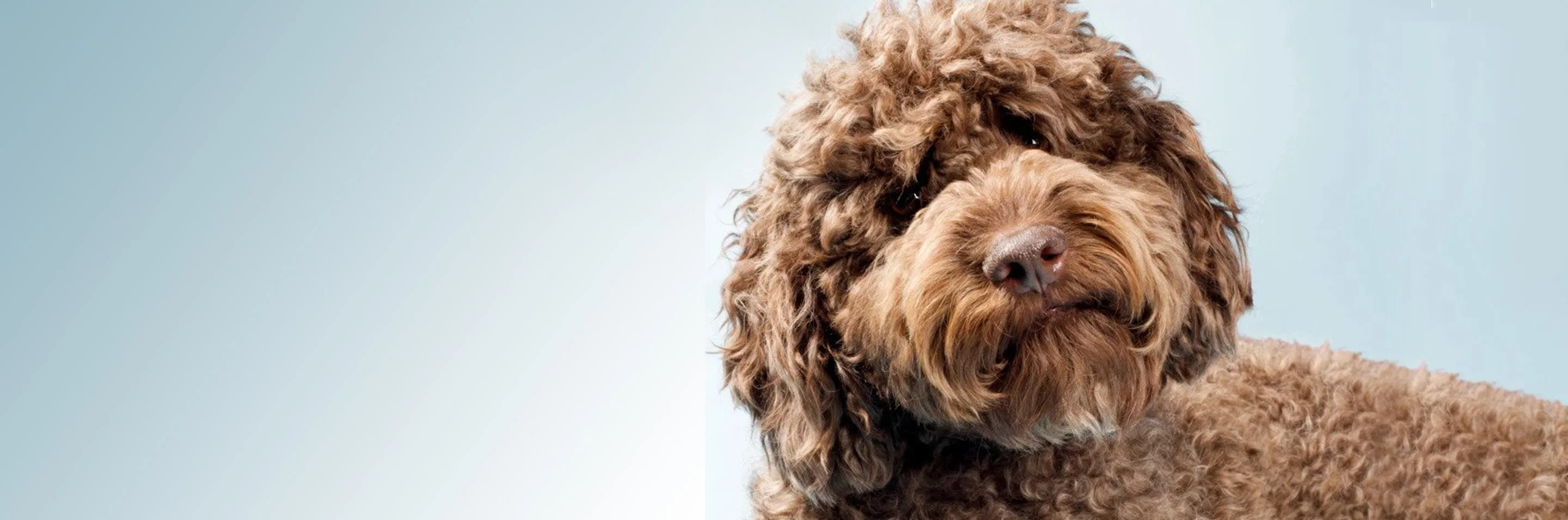 List of over 40 Designer Dog Breeds with pictures | Pets4You