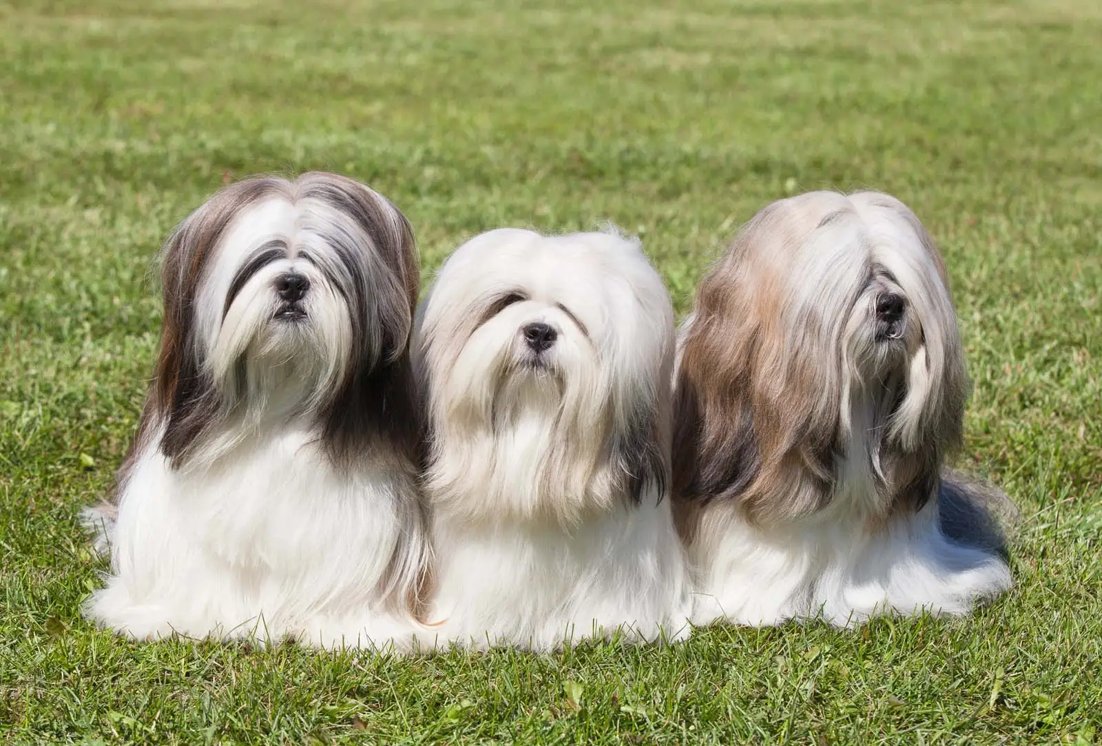 Lhasa Apso: The Essential Breed Guide | Pets4You