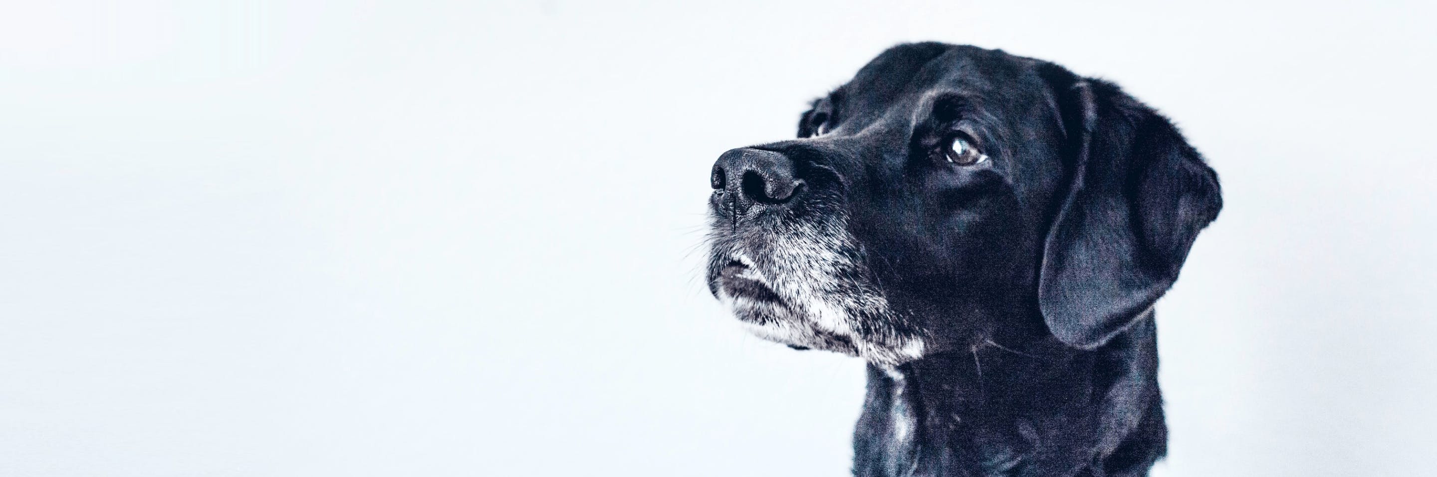 Find Dog Breeders Near Me | Pets4You