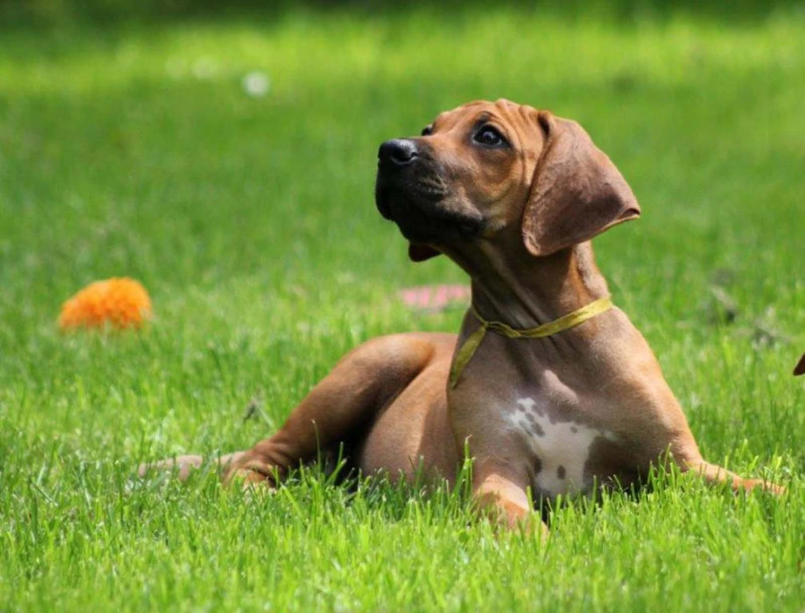 Rhodesian Ridgeback: The Essential Breed Guide | Pets4You