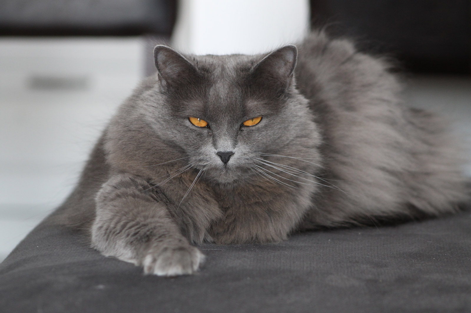 Chartreux Cat: The Essential Breed Guide I Pets4You