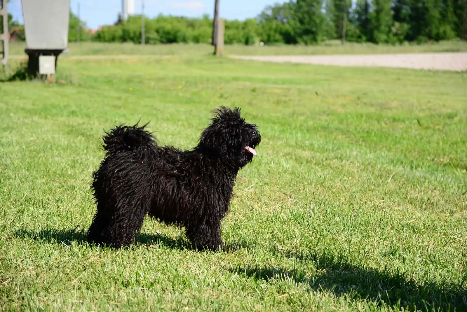 Puli: The Essential Breed Guide | Pets4You