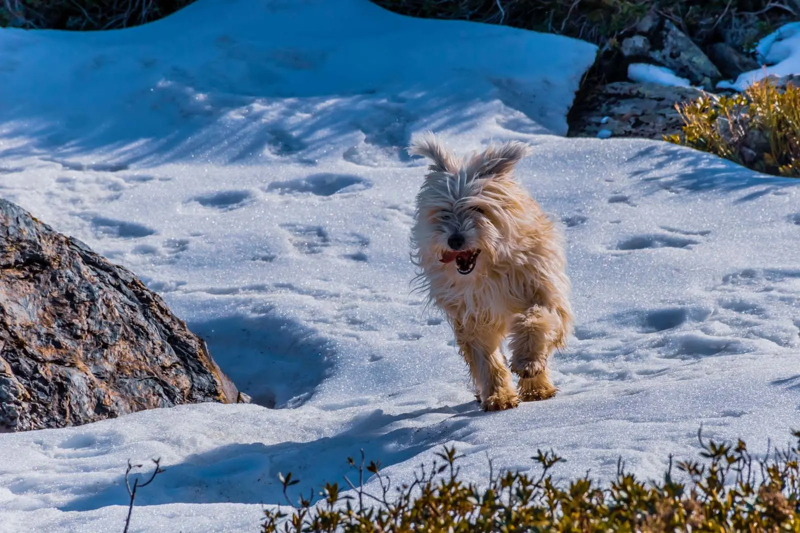 Pyrenean Shepherd: The Essential Breed Guide | Pets4You