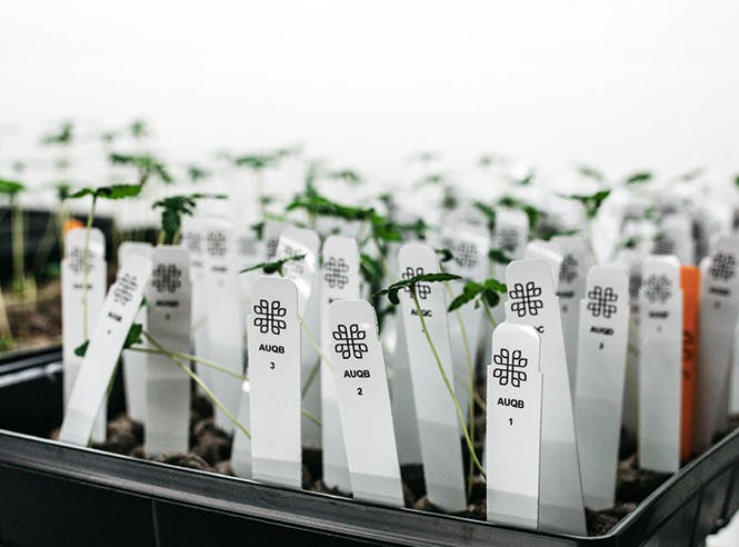 Plant Sex Test Phylos Bioscience