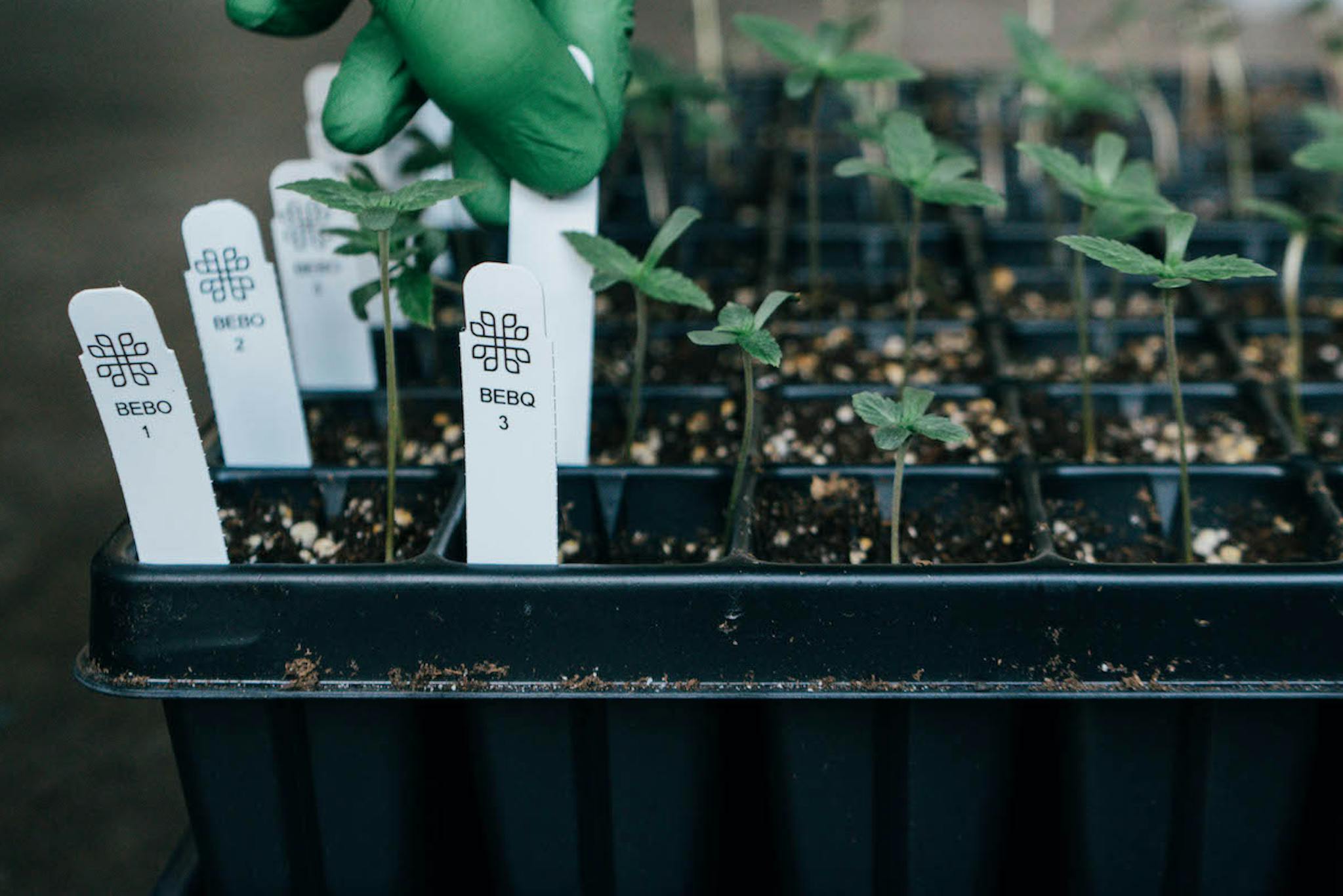 Plant Sex Test Phylos Bioscience