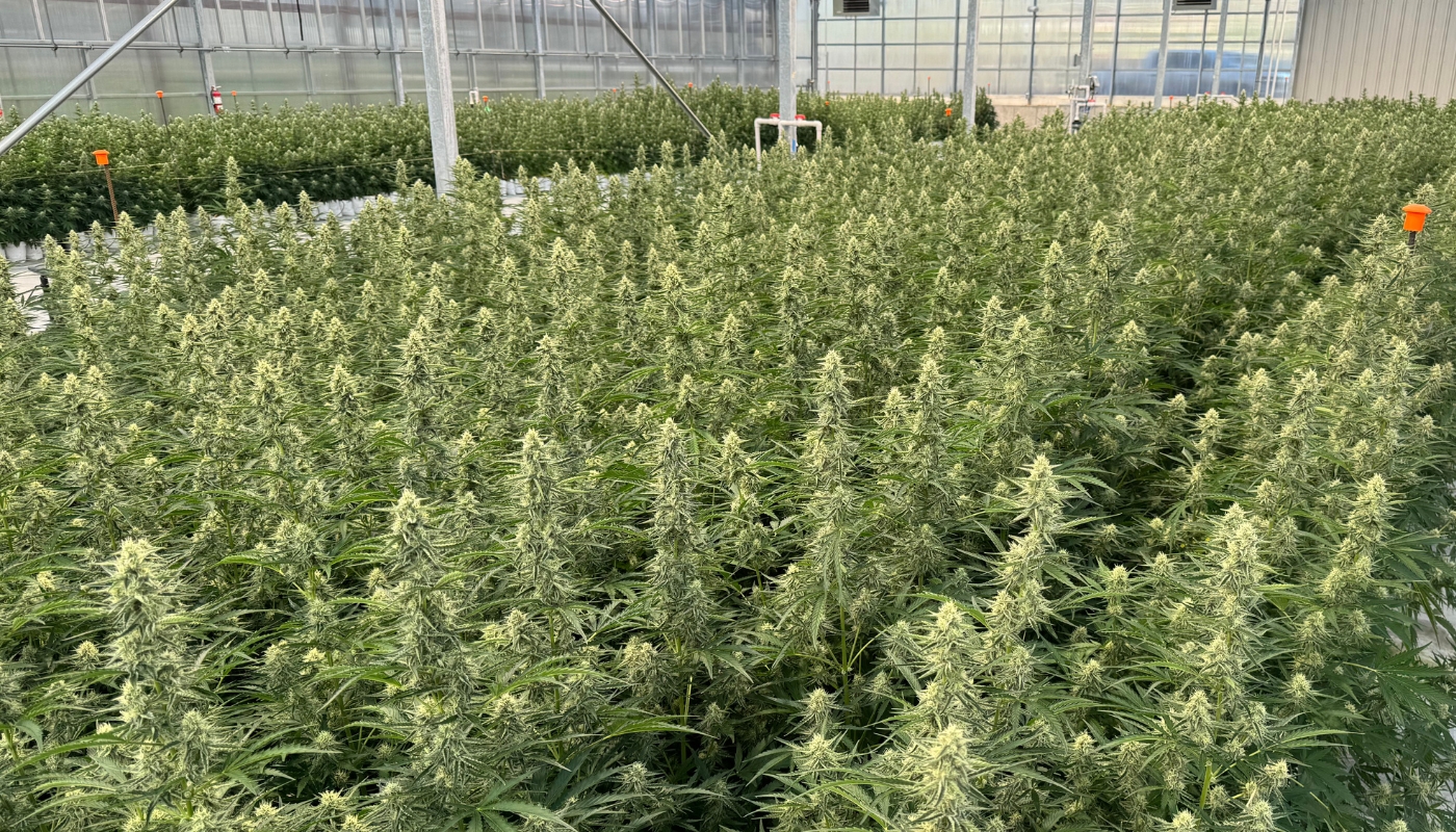 From Genomic Insights to Premium Autoflower: Advances in Breeding for ...