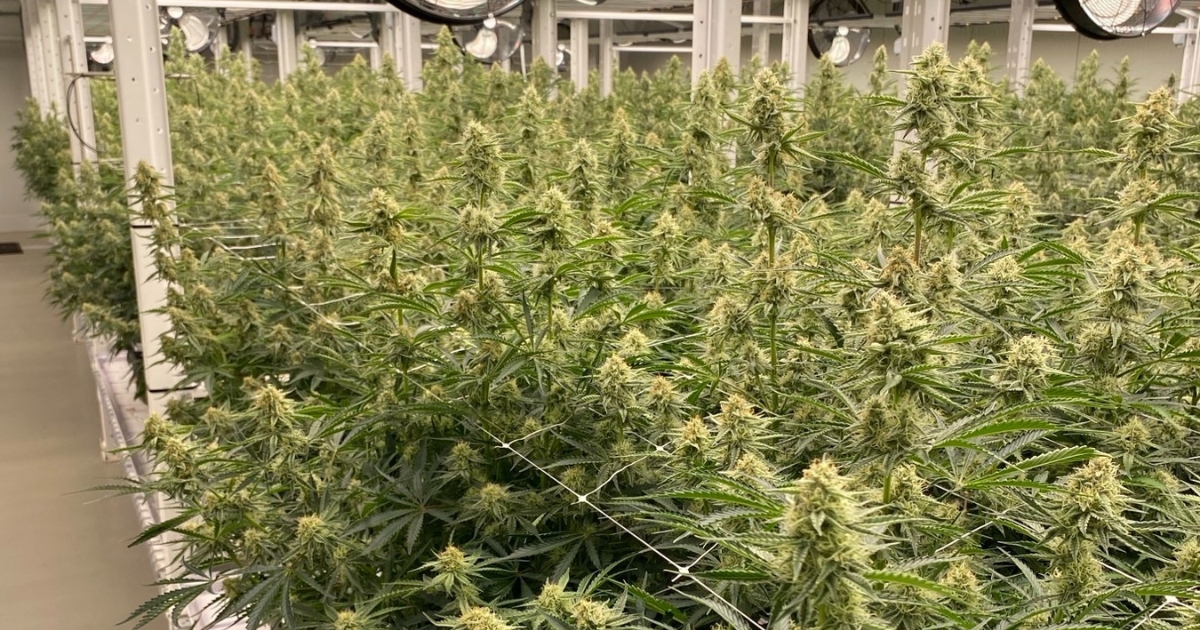 Real Grower Results: Increasing Cultivation Efficiency With Phylos ...