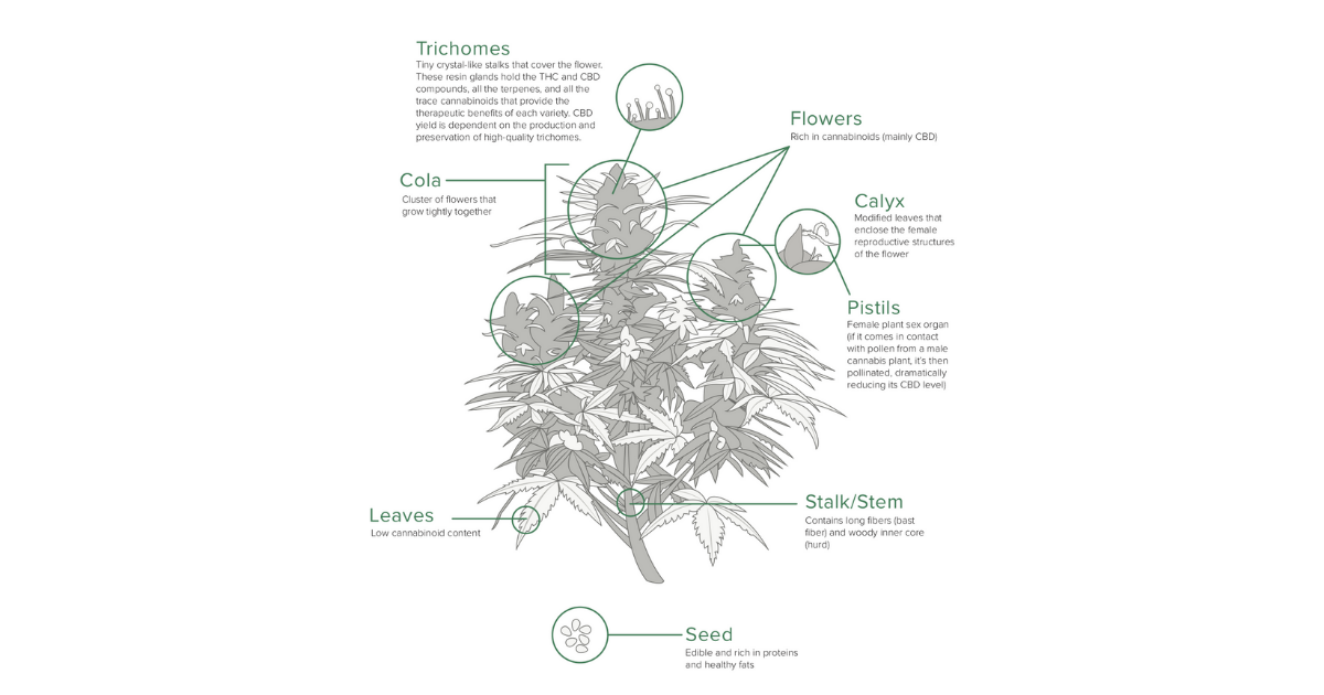 What is hemp? - Phylos Bioscience
