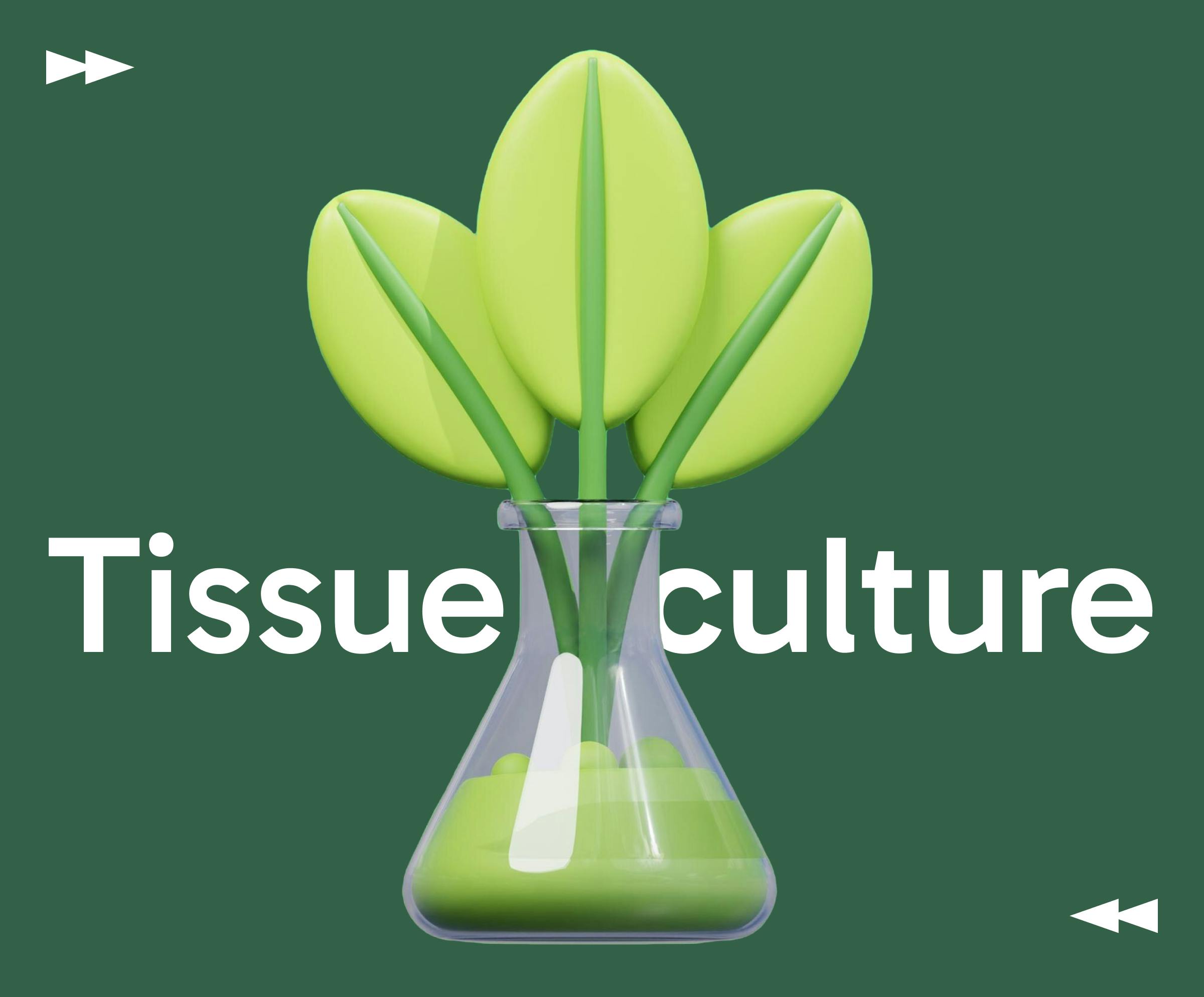 Selling Tissue Cultures on Palmstreet
