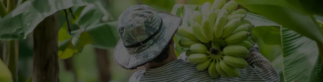 Tanalink Closes the Yield Gap in Tropical Plantations with AI Models ...