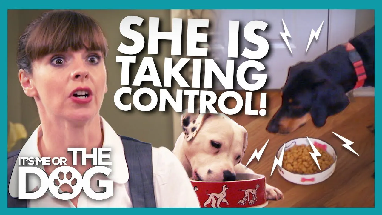 Video: The Real Cause of Food Guarding Showdowns Surprises Victoria ...