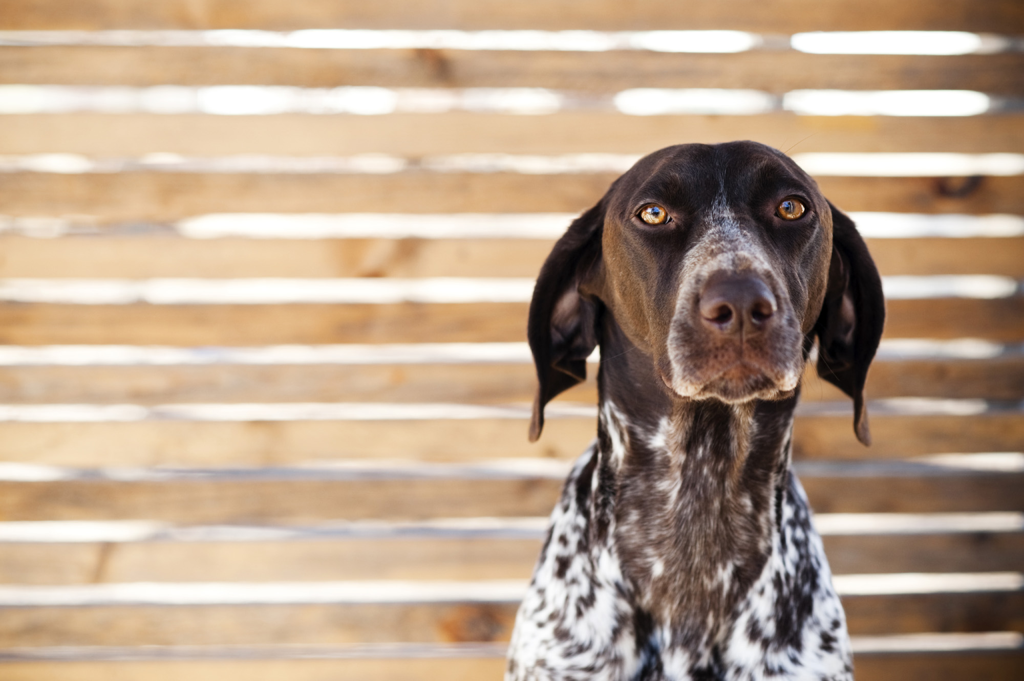 Post: What makes a pet 'less adoptable'? | Positively.com